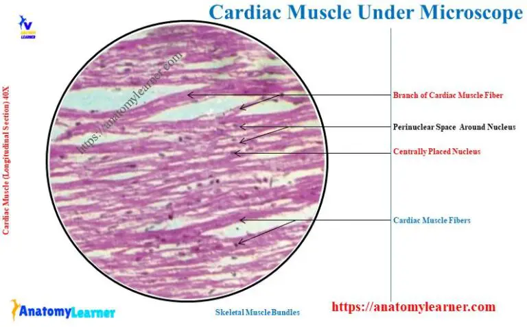 Cardiac Muscle Under Microscope with Labeled Diagram » AnatomyLearner ...