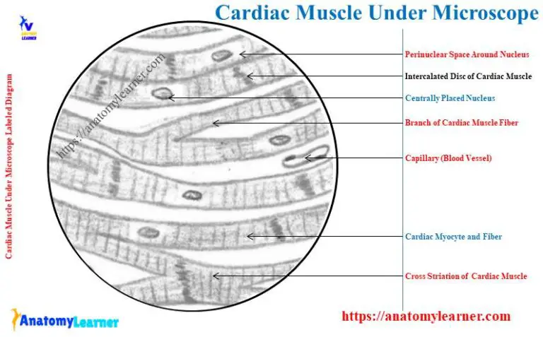 Cardiac Muscle Under Microscope With Labeled Diagram Anatomylearner The Place To Learn