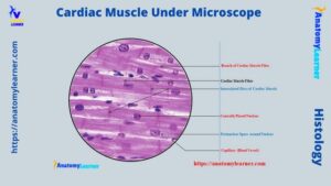Cardiac Muscle Under Microscope with Labeled Diagram » AnatomyLearner ...