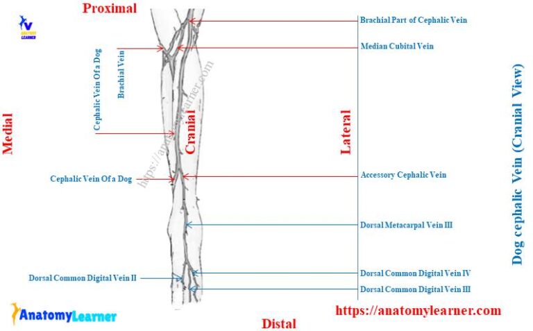 Dog Cephalic Vein Anatomy Location And Blood Collection Dog Cephalic Vein Anatomy Location And Blood Collection