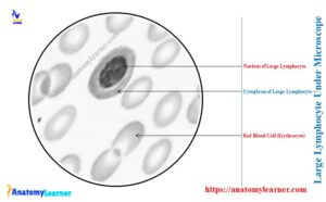 Lymphocytes Under Microscope with Labeled Diagram » AnatomyLearner ...