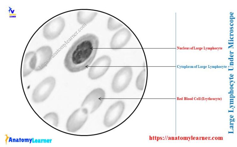 Lymphocytes Under Microscope with Labeled Diagram » AnatomyLearner ...