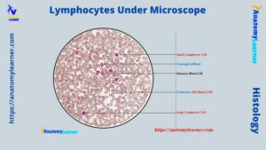 Lymphocytes Under Microscope with Labeled Diagram » AnatomyLearner ...