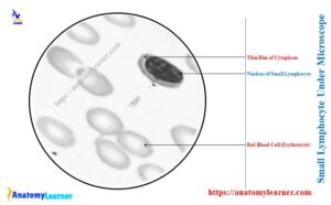 Lymphocytes Under Microscope with Labeled Diagram » AnatomyLearner ...