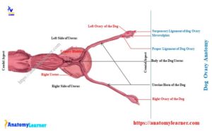Dog Ovary Anatomy - Shape, Size, Location, and Ligament with Diagram ...