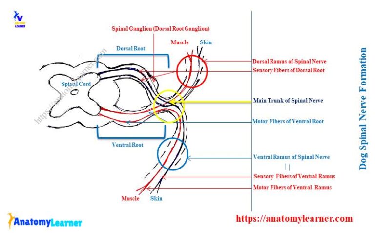 Spinal Nerve Formation - How is a Spinal Nerve Formed » AnatomyLearner ...