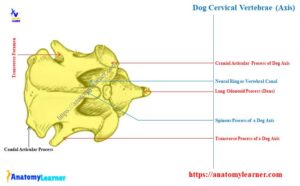 Dog Cervical Vertebrae Anatomy - Canine Atlas and Axis with Diagram ...