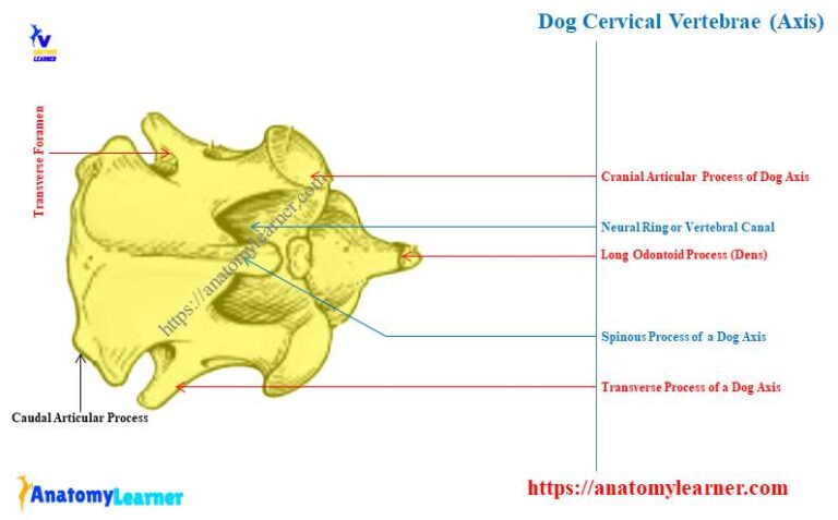 Dog Cervical Vertebrae Anatomy - Canine Atlas and Axis with Diagram ...