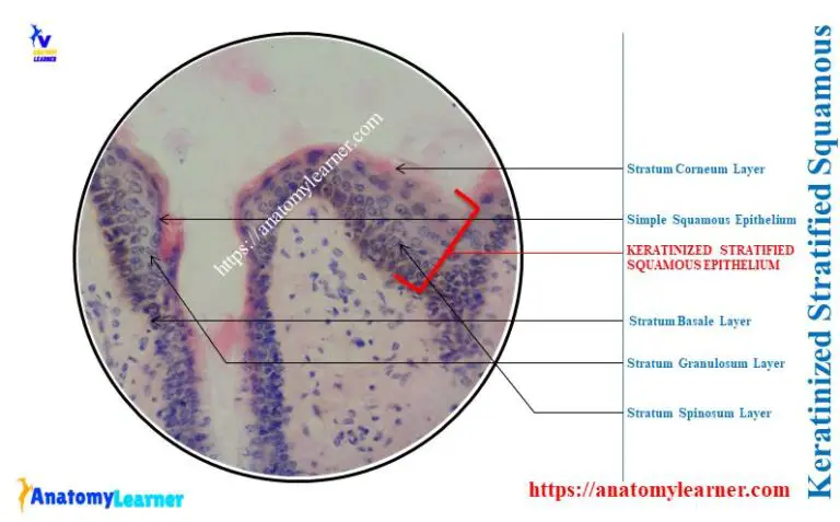 Stratified Squamous Epithelium Under Microscope with Labeled Diagram ...