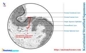 Stratified Squamous Epithelium Under Microscope with Labeled Diagram » AnatomyLearner ...