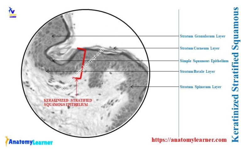 Stratified Squamous Epithelium Under Microscope with Labeled Diagram ...