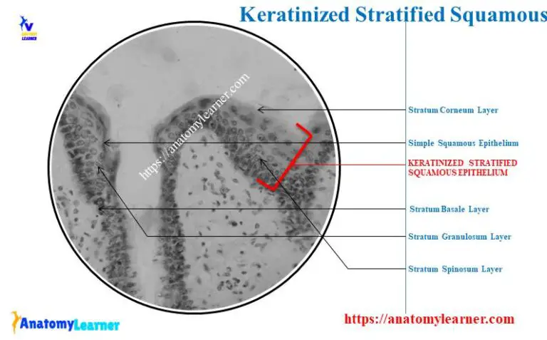 Stratified Squamous Epithelium Under Microscope with Labeled Diagram ...