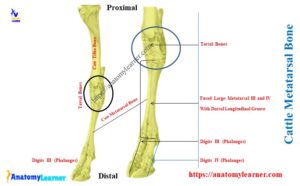 Cow Metatarsal Bone - How Many Metatarsals Does a Cow Have ...