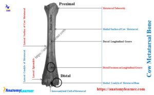 Cow Metatarsal Bone - How Many Metatarsals Does a Cow Have ...