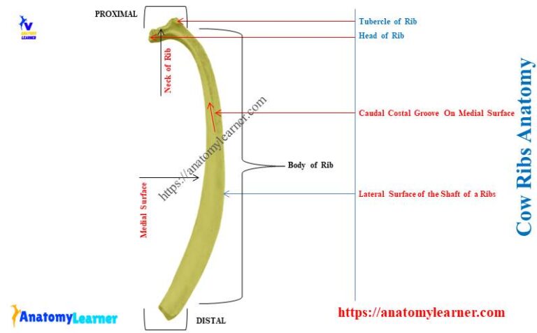 How Many Ribs Does a Cow Have - Cow Ribs Bone Anatomy » AnatomyLearner >> Veterinary Anatomy ...