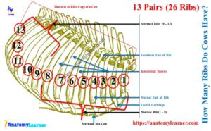 How Many Ribs Does a Cow Have - Cow Ribs Bone Anatomy » AnatomyLearner ...
