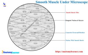 Smooth Muscle Under Microscope with Labeled Diagram » AnatomyLearner >> Veterinary Anatomy Study ...