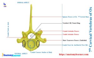 7th Cervical Vertebrae of Ox with Diagram » AnatomyLearner ...