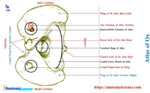 Atlas of Ox - Anatomy of First Cervical Vertebra of Cows ...