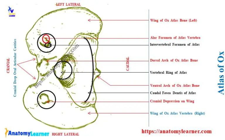 Atlas of Ox - Anatomy of First Cervical Vertebra of Cows ...
