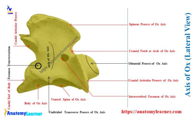 Axis of Ox - Cows Second Cervical Vertebra with Diagram ...
