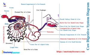 Cow Digestive System Diagram - Organs of Ruminant GI Tract ...