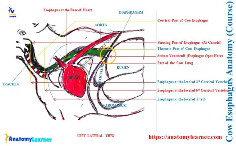 Cow Esophagus Anatomy - Cervical and Thoracic Parts with Course ...