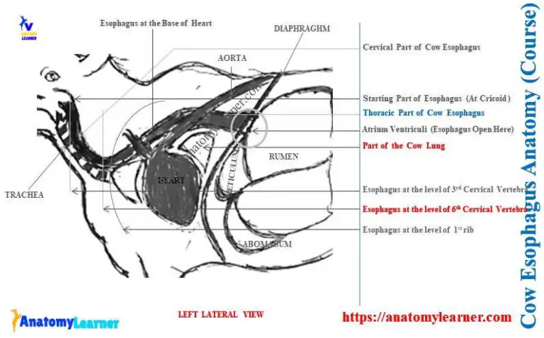 Cow Esophagus Anatomy - Cervical and Thoracic Parts with Course ...