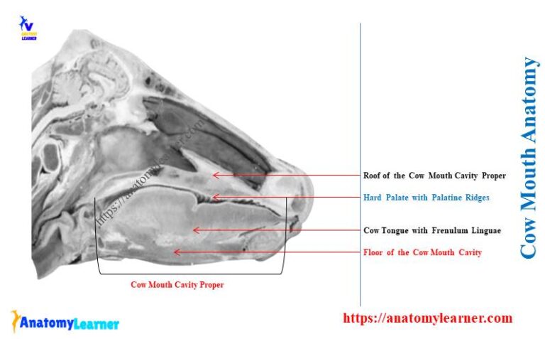 Cow Mouth Anatomy Floor And Roof Of Ruminant Mouths Cavity Structure Anatomylearner