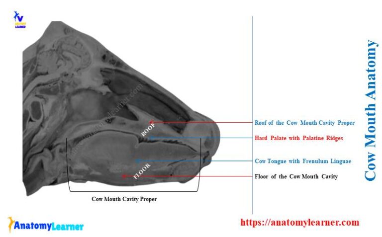 Cow Mouth Anatomy - Floor and Roof of Ruminant Mouth's Cavity Structure ...