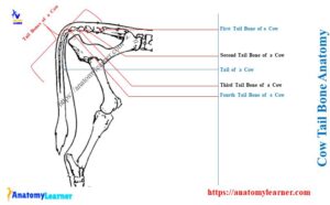 Cow Tail Bone - Does Cow Tail Have Bones » AnatomyLearner >> Veterinary ...