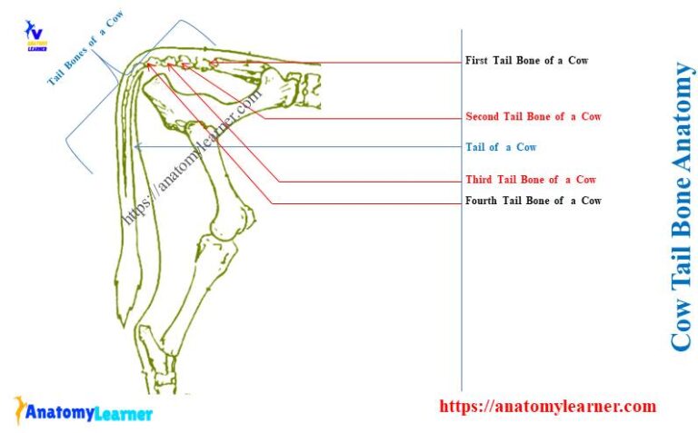 Cow Tail Bone - Does Cow Tail Have Bones » AnatomyLearner >> Veterinary ...