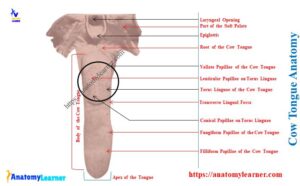 Cow Tongue Anatomy - Torus Linguae, Lingual Fossa, and Papillae ...
