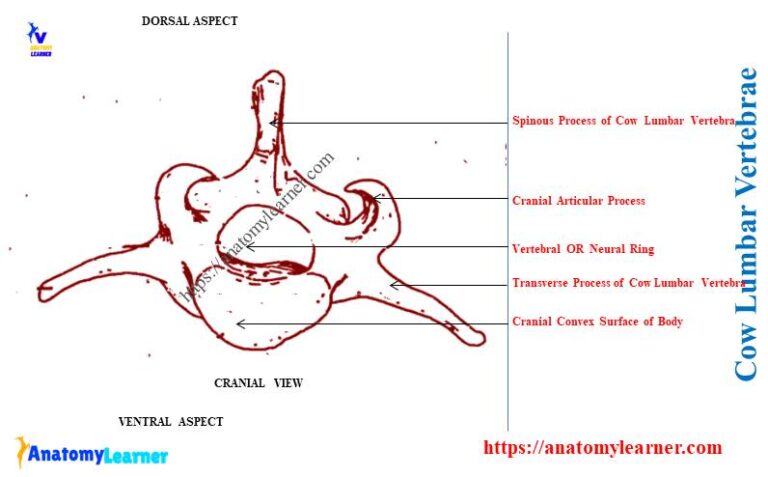 Cow Lumbar Vertebrae with Diagram » AnatomyLearner >> Veterinary ...