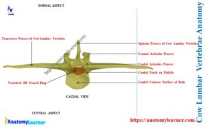 Cow Lumbar Vertebrae with Diagram » AnatomyLearner >> Veterinary ...