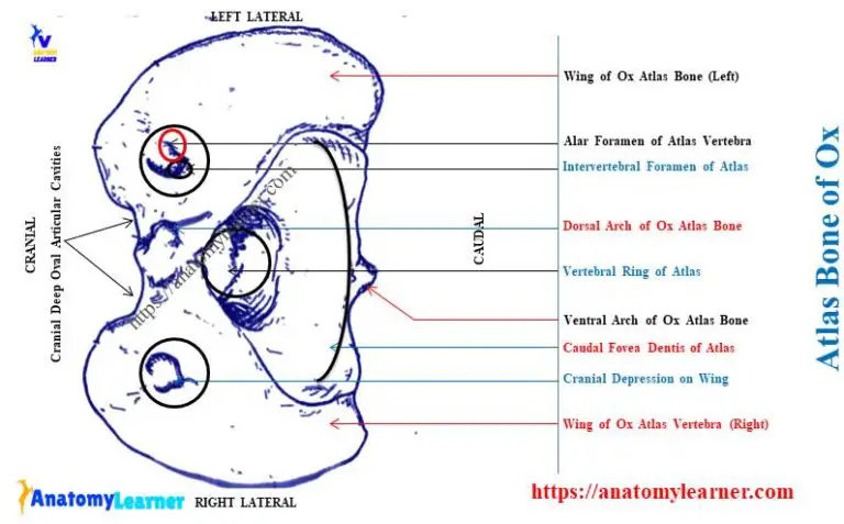Atlas of Ox - Anatomy of First Cervical Vertebra of Cows ...