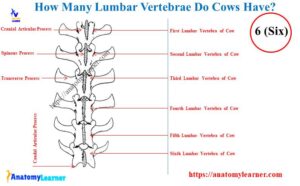 Cow Lumbar Vertebrae with Diagram » AnatomyLearner >> Veterinary ...