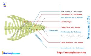 Sternum of Ox - Anatomy of the Manubrium and Xiphoid Process ...
