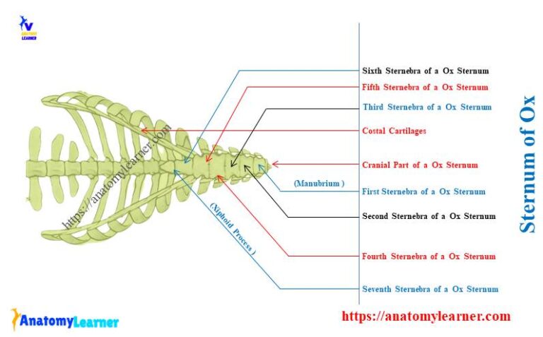 Sternum of Ox - Anatomy of the Manubrium and Xiphoid Process ...
