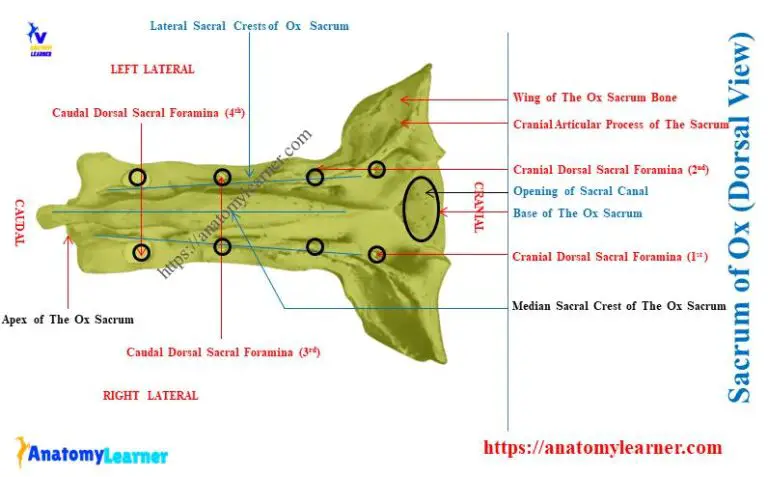 Sacrum of Ox - How Many Sacral Vertebrae Does an Ox Have ...