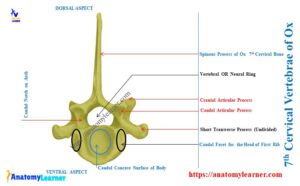 7th Cervical Vertebrae of Ox with Diagram » AnatomyLearner ...