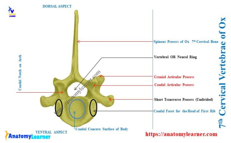 7th Cervical Vertebrae of Ox with Diagram » AnatomyLearner ...