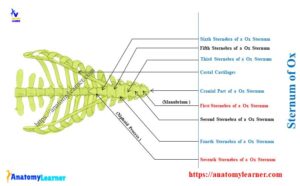Sternum of Ox - Anatomy of the Manubrium and Xiphoid Process ...
