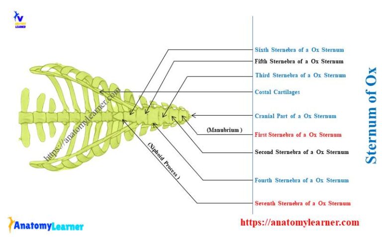 Sternum of Ox - Anatomy of the Manubrium and Xiphoid Process ...