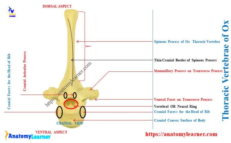 Thoracic Vertebrae of Ox with Diagram » AnatomyLearner >> Veterinary ...