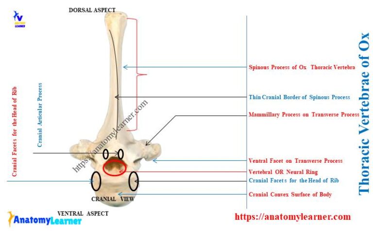 Thoracic Vertebrae of Ox with Diagram » AnatomyLearner >> Veterinary ...