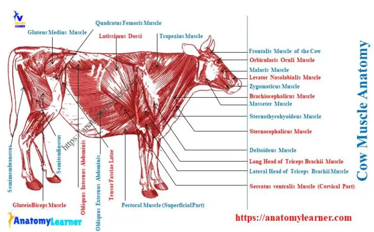 Cow Muscle Anatomy - Bovine Myology Identification » AnatomyLearner ...