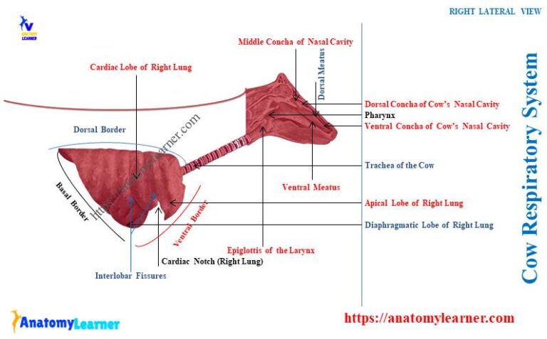 Cow Respiratory System - Nasal Cavity, Trachea, and Lung with Diagram ...