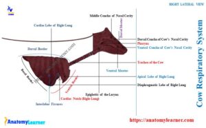 Cow Respiratory System - Nasal Cavity, Trachea, and Lung with Diagram ...