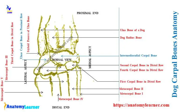 Dog Carpal Anatomy - Number, Arrangement, and Features » AnatomyLearner ...